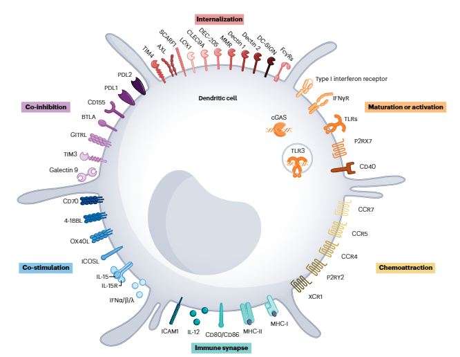 Nature Reviews Cancer：cDC1细胞数量影响癌症免疫疗效，高表达患者生存期或延长40%+®医学论坛网-网聚医学的力量